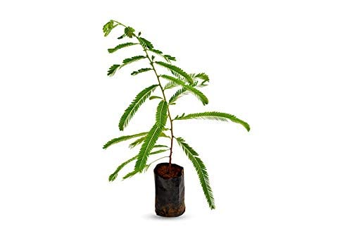 Bhui Amla Tamalaki Phyllanthus Niruri Living Plant in Poly Bag : Amazon ...