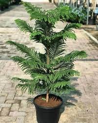 Oxygreenplant Cook-pine,Christmas Tree, Araucaria columnaris,New ...