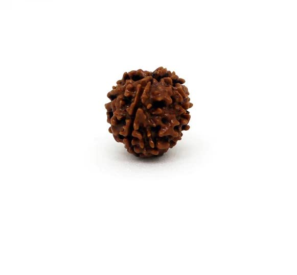 GemsMart Four Mukhi Rudraksh Chaturdhari 4 Face Rudraksha Original ...
