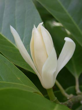 Creative Farmer Exotic Live Plant Magnolia Alba White Chemapak Rare and ...