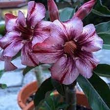 USA Purple Adenium Plant(Original Variety Pack Of-1) Healthy Plant With ...