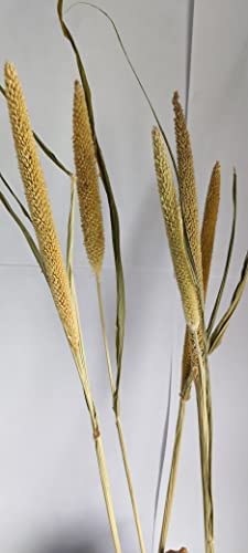 Buy RUKDA® Dried Pearl Millet Flower Sheaves | Natural Dried Flower ...