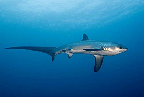 Smallest Shark Species For Aquarium: Pygmy & Dwarf Sharks - AquaWorldHub