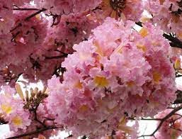 Pink Jacaranda Plant (Original Variety Pack Of-1) Healthy Plant With-1 ...