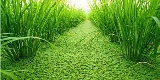 Ajola grass seeds | seeds for Azola grass (200 seeds) : Amazon.in ...