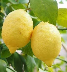 HYBRID Nimbu Gandharaj Lemon Aroma king Variety Plant Plants Tree ...