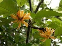 Amazon.com : 25 Magnolia champaca Seeds, Joy Perfume Seeds : Patio ...