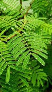 SEEDERRA Sami Plant Original With Pot 4 Inch : Amazon.in: Garden & Outdoors