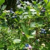 2X Blueberry Rubel Self Fertile Rich in Antioxidants (a262) : Amazon.co ...