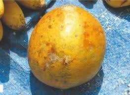 Amazon.com : Aegle Marmelos Seeds, Bael Seeds, 30 Seeds : Patio, Lawn ...
