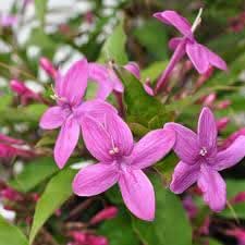 Nil Tagor/Blue Tagar Flower plant all Season Healthy Rooted Plant ...