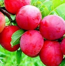 Amazing Store Live Aloocha/Alocha/Plum/Aloo Bukhara Sweet Fruit Plant ...