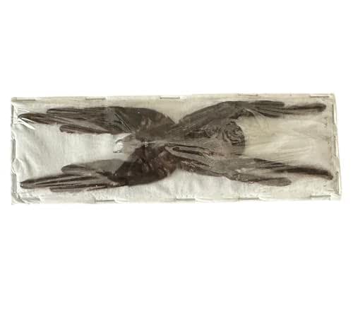 Amazon.com: Large Real Preserved Tarantula Selenocosmia Javanensis ...