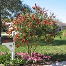 Plants Point Dwarf Bottle Brush Profuse Flowering Callistemon Captain ...