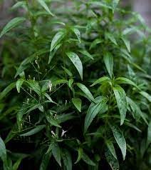 Maa tara green house ayurved or herbal kalmeg leaf tree plant.it's all ...