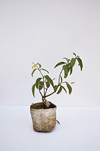 Plants Vally Tej Patta, Tamalpatra Plant – Cinnamon Tamala, Indian bay ...