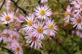 Amazon.com : Climbing Aster Live Plant, 3 Inches Pot : Patio, Lawn & Garden