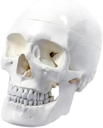 MYASKRO Polyvinyl Chloride Human Adult Skull Anatomical Model, Medical ...