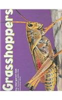 Grasshoppers (Pebble Plus): Hall, Margaret, Saunders-Smith, Gail, Dunn, Gary A.: 9780736825887 ...