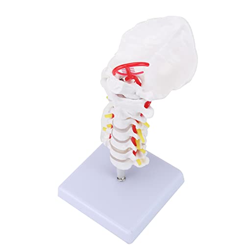 Snapklik.com : Cervical Vertebra Model, Showing Cervical Vertebra ...