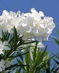 The Gifti ® White Oleander/korobi Flower Live Plant Pack of-1 Healthy ...