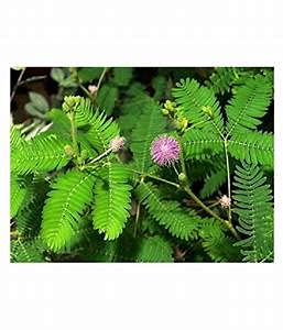 ™Hari Giver Garden shami tree, jand plant, prosopis cineraria plant ...