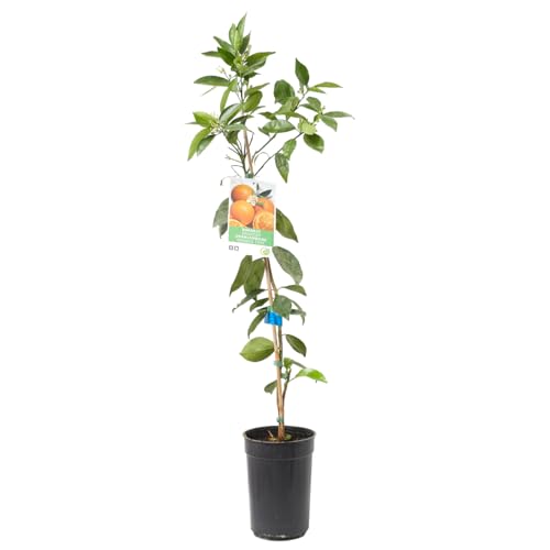 How and when to do an orange tree graft
