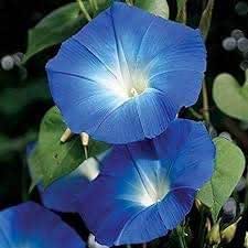 Amazon.com : MITRAEE 10 Giant Moonflower Seeds Blue. : Patio, Lawn & Garden