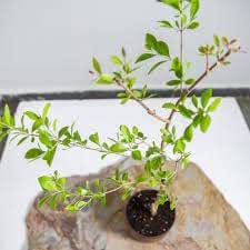 MEHNDI PLANT : Amazon.in: Garden & Outdoors
