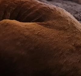 Protexin Veterinary Pro-Fibre for Dogs and Cats,Green brown, 500 g ...