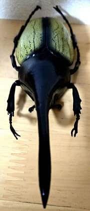 Amazon.co.jp: Hercules Beetle Insect Figurine Large DeAgostini Hercules ...