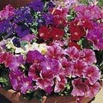 Amazon.com : Petunia milliflora 'Fantasy' F1 Hybrid â€"Annual Seeds â ...