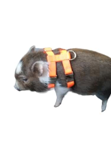 Amazon.com: Carter Pet Supply PIG HOG Harness LIGHTER CURVED Buckle ...