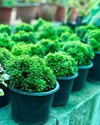 Live Table Kamini/Murraya Paniculata Plant Exotic Dwarf Miniature ...