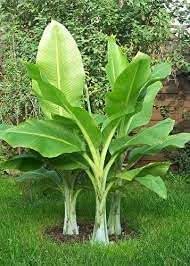 Amazon.com : MITRAEE 100pcs Snow Banana Plant Seeds : Patio, Lawn & Garden