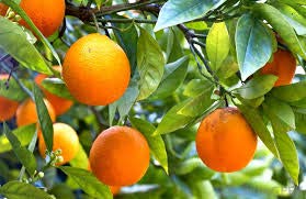 Rameshvar Enterprises | Orange/Santara Fruit Plant : Amazon.in: Garden ...