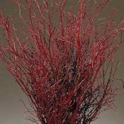Amazon.com: Sweet Huck Branches - Fire Red 8oz Huckleberry bunch : Home ...