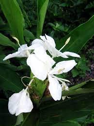 gulbakawali live plant : Amazon.in: Garden & Outdoors