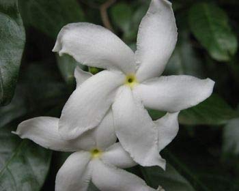 Buy Green Nursery Tagar Double white Live Plant Online at Low Prices in ...