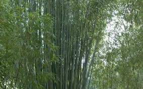 Amazon.com : Red Margin Bamboo Plant Rhizome - Phyllostachys ...