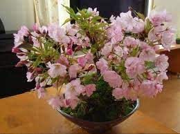 Amazon.com : New 10PCS Satsuki Azalea Tree Seeds : Patio, Lawn & Garden