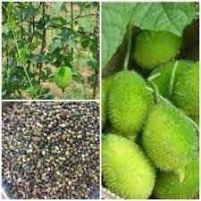 Kakoda Kantola seeds hybrid, Kakrol seeds hybrid (20 seeds) : Amazon.in ...