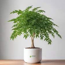 Neem tree, Herbal nim plant big size Azadirachta indica/neem home plant ...