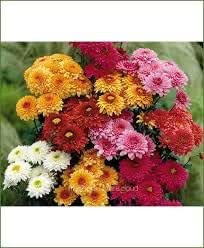 Guldaudi flower seeds mix (pack of 70) : Amazon.in: Garden & Outdoors