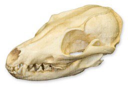 Amazon.com: Gray Fox Skull (Teaching Quality Replica) : Toys & Games