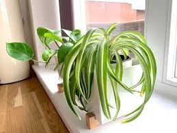 Bonsai plant live,Spider plant (Pack of 1) : Amazon.in: Garden & Outdoors