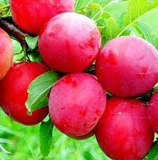 ALOO BUKHARA FRUIT PLANT PLUM FRUIT : Amazon.in: Garden & Outdoors