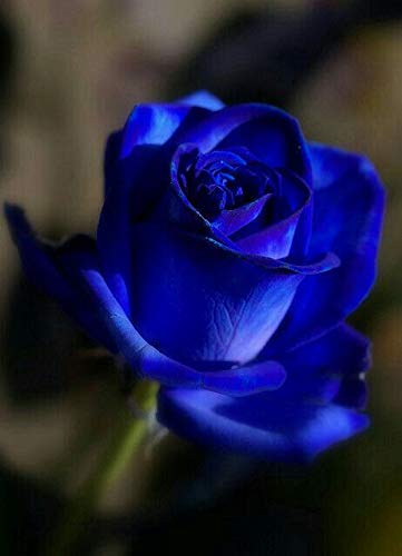 Royal Paradise Garden"Magical Blue" Rose Flower Plant Home Garden Plant ...