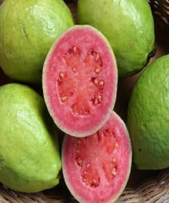 THE GREEN VIEW GARDENS Live Plant Taiwan pink Guava Thai Pink guava ...