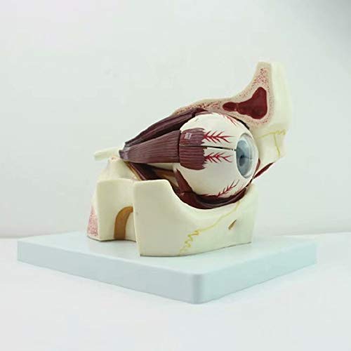 Buy HX Human Organ Anatomy Model - Anatomical Model of Eyeball for ...